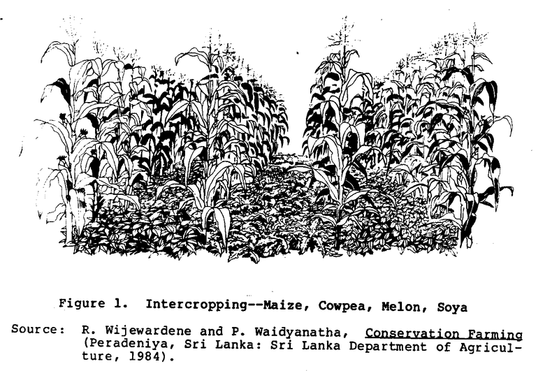 Understanding Multiple Cropping | ECHOcommunity.org