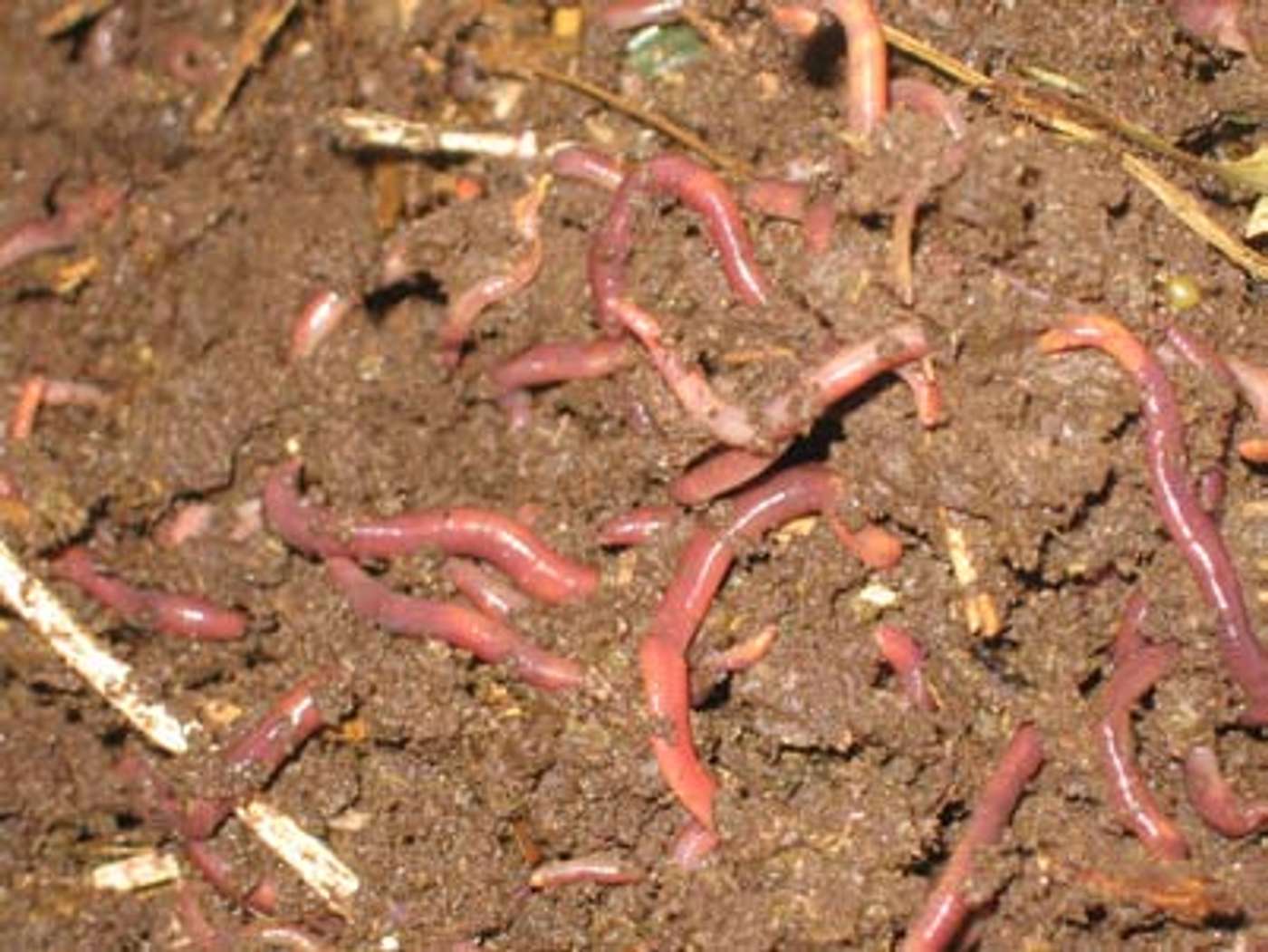 Vermiculture Basics & Vermicompost | ECHOcommunity.org