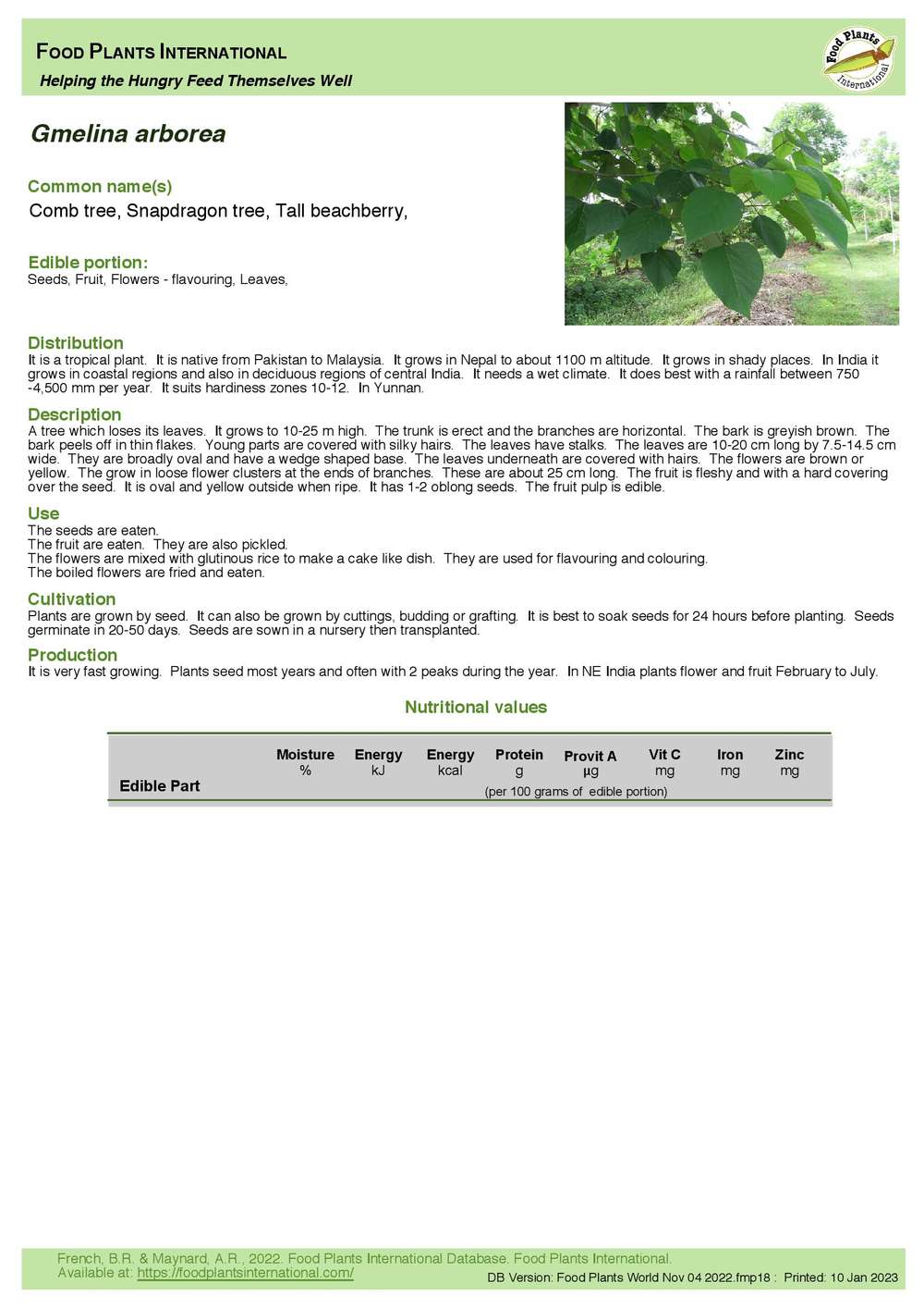 Gmelina arborea - Comb Tree, Snapdragon Tree, Tall Beachberry ...