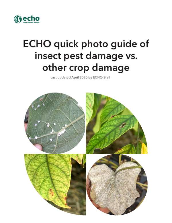 ECHO quick photo guide of insect pest damage vs. other crop damage ...