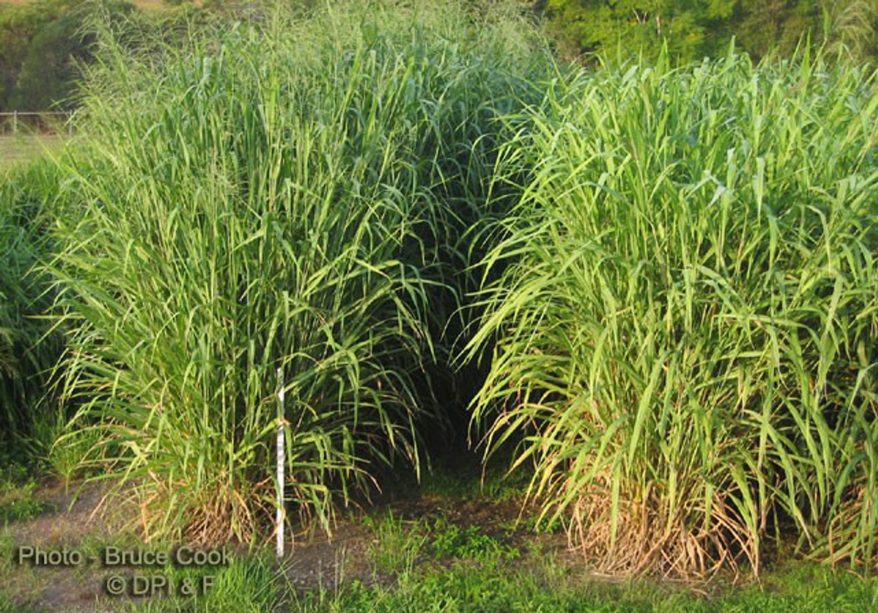Two Tropical Forages - From EAN 23 | ECHOcommunity.org