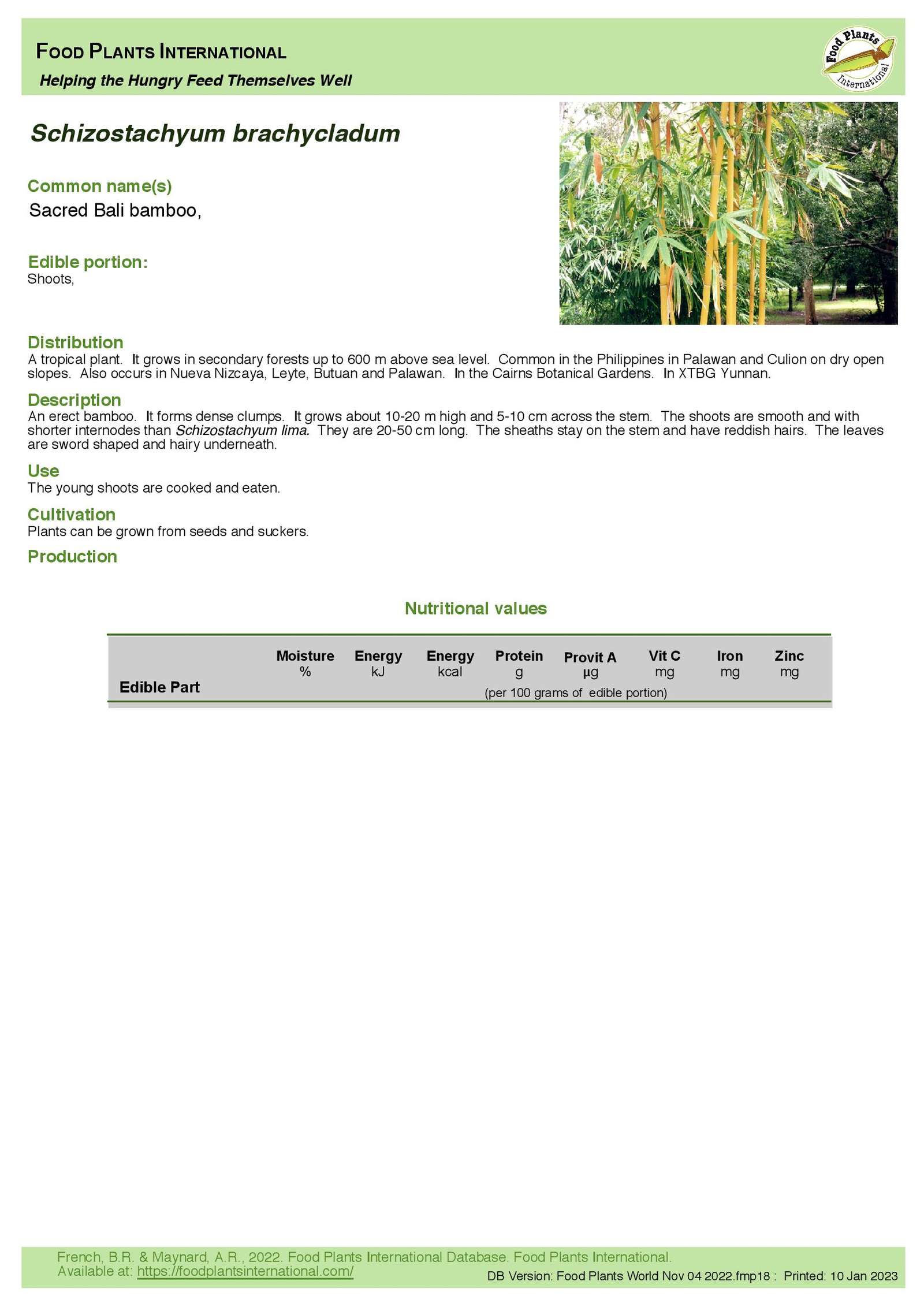 Schizostachyum brachycladum - Sacred Bali Bamboo | ECHOcommunity.org