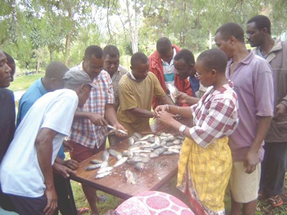 Fish Farming: Basics of Raising Tilapia & Implementing Aquaculture ...