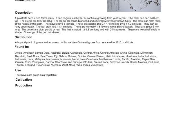 Desmodium triflorum - Three-flower Beggarweed | ECHOcommunity.org