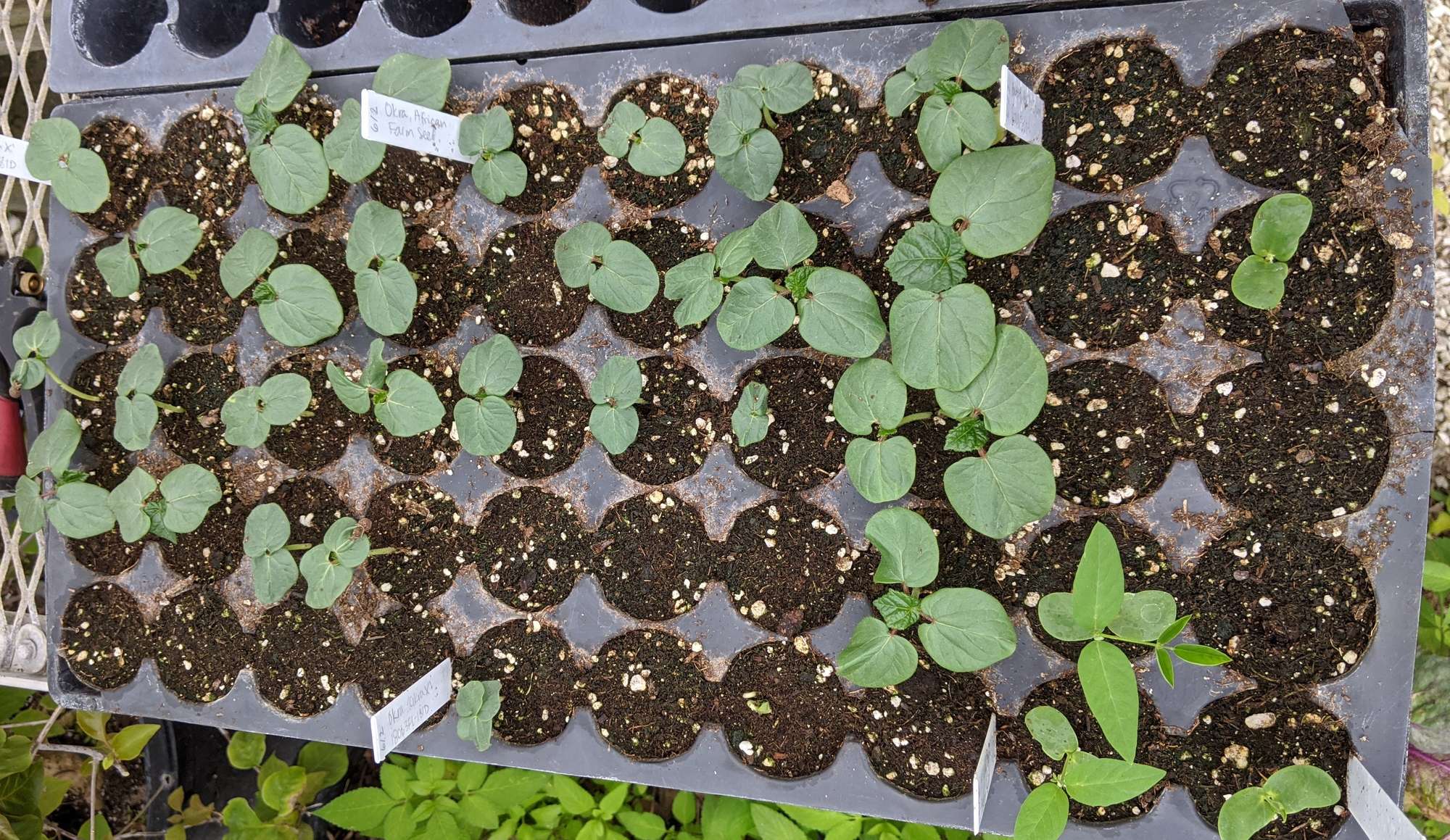Factors that Impact Seed Germination | ECHOcommunity.org