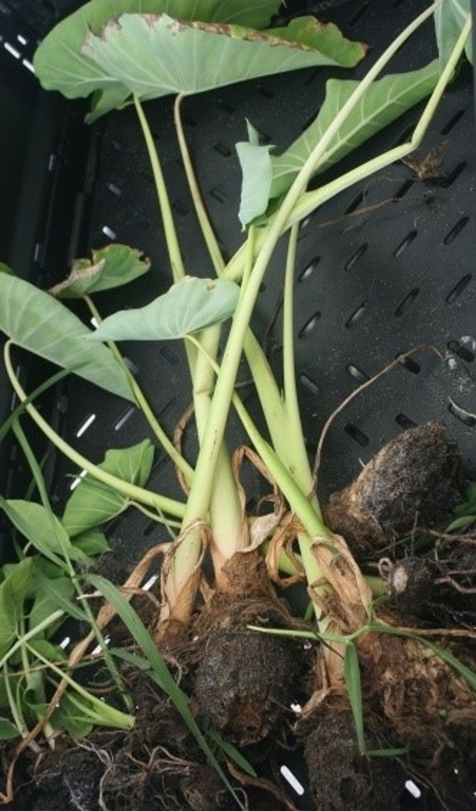 ECHO Tech Note #81 (Root Crops) - Figure 9a | ECHOcommunity.org