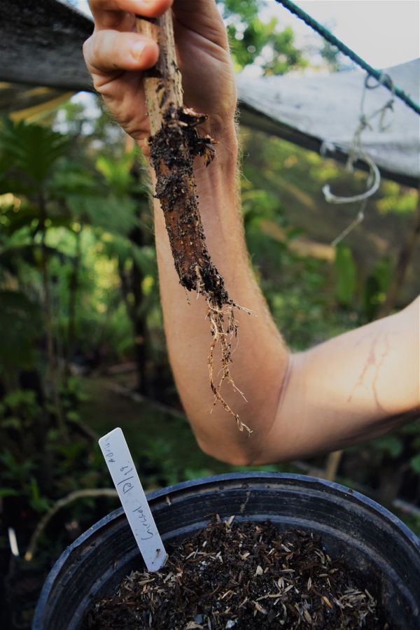 Tithonia diversifolia | ECHOcommunity.org