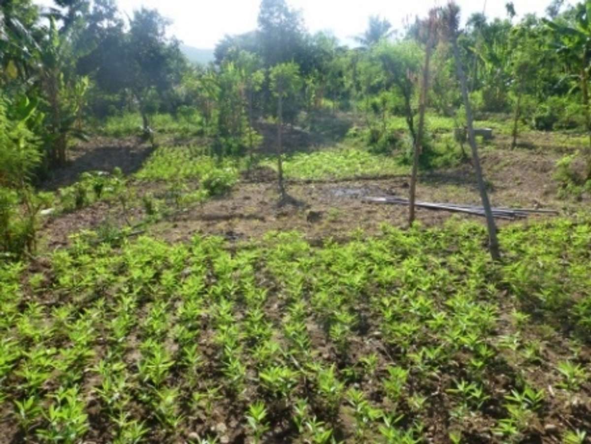 Sun Hemp before turning into soil as fertilizer | ECHOcommunity.org