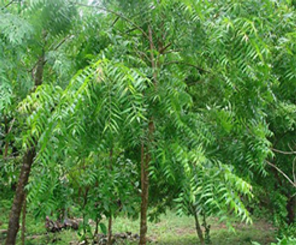 EDN171 Figure 1 Neem Tree | ECHOcommunity.org