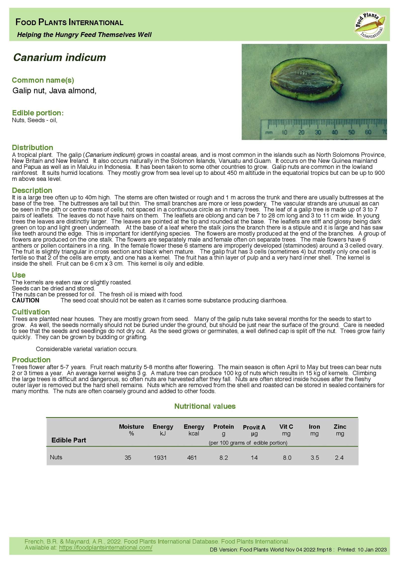 Canarium indicum - Galip Nut | ECHOcommunity.org
