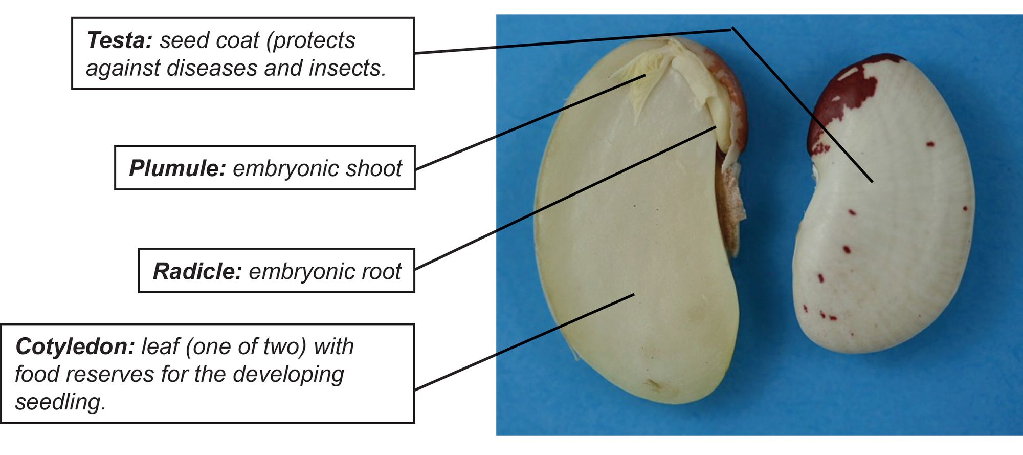 TN63 figure 1 | ECHOcommunity.org