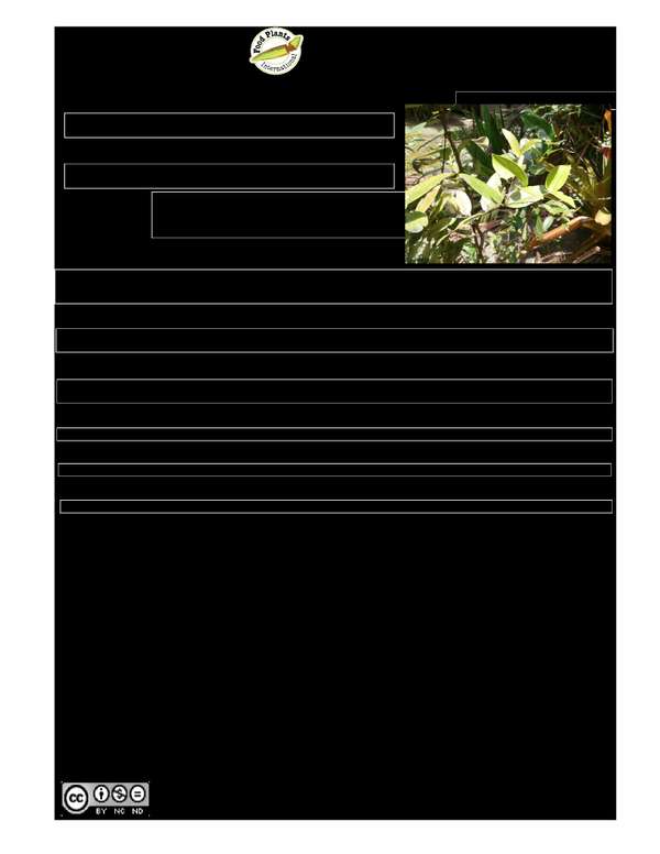 Memecylon edule | ECHOcommunity.org