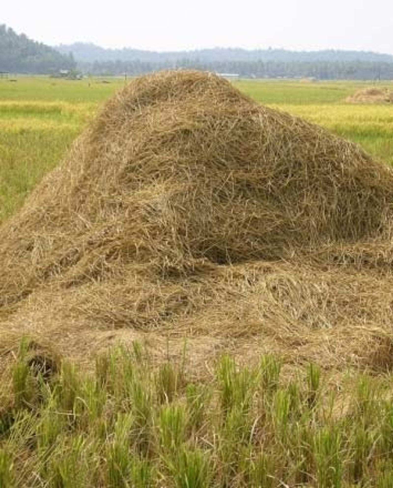 AN 4 The Amazing effects of Rice Straw 1 | ECHOcommunity.org