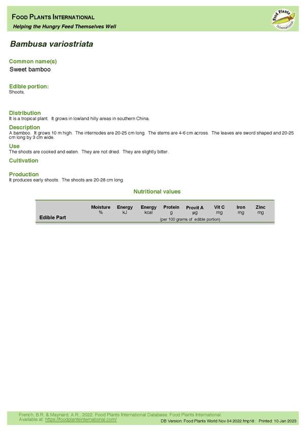 Bambusa variostriata - Sweet Bamboo | ECHOcommunity.org