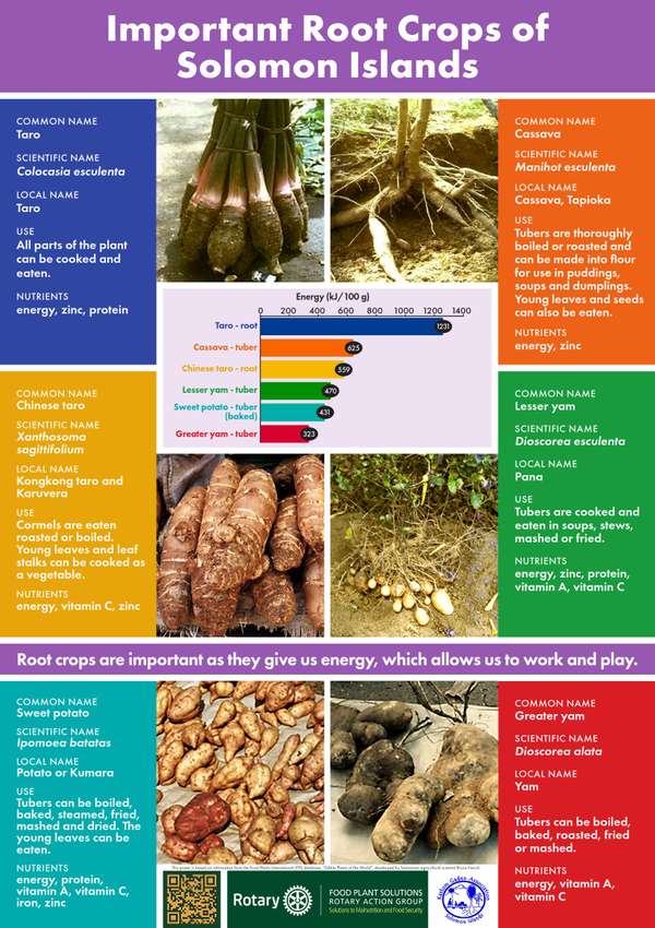 Important Root Crops of Solomon Islands | ECHOcommunity.org