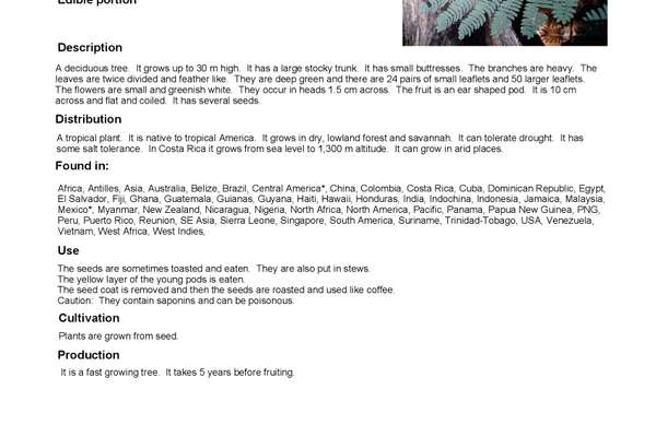 Enterolobium cyclocarpum - Earpod tree, Mexican walnut tree, Pitchwood ...