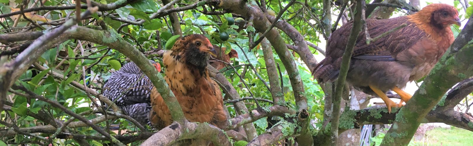 Chickens in Trees | ECHOcommunity.org