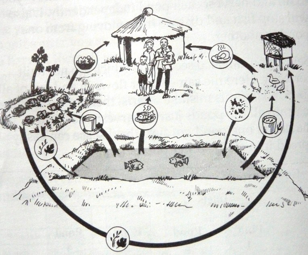La Pisciculture : Principes Foundamentaux pour l"elevage du Tilapia et ...