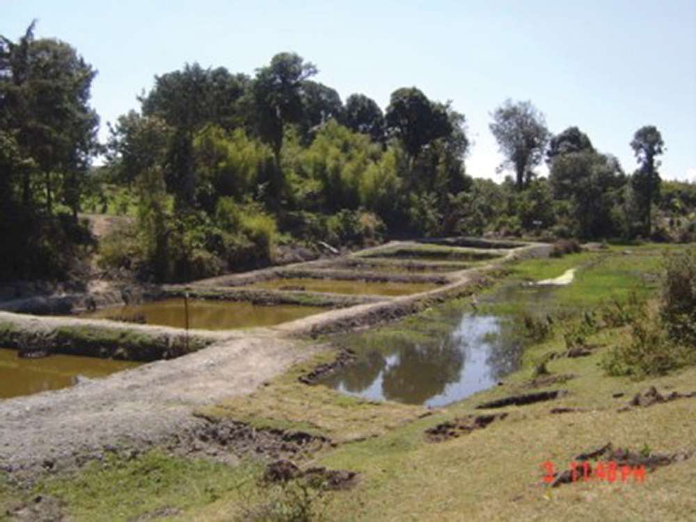 Fish Farming: Basics of Raising Tilapia & Implementing Aquaculture ...