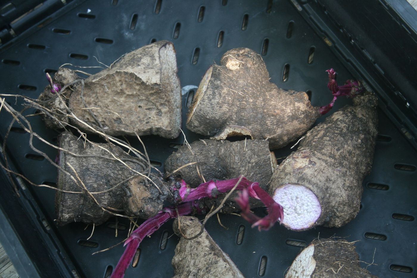 ECHO Tech Note #81 (Root Crops) - Figure 8 | ECHOcommunity.org