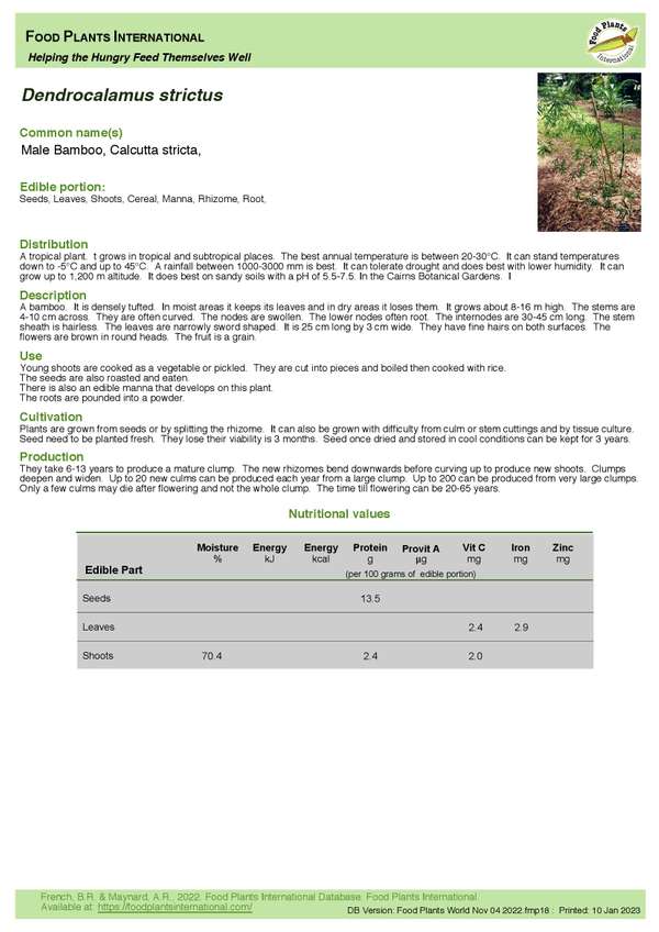 Dendrocalamus strictus - Male Bamboo, Calcutta stricta | ECHOcommunity.org