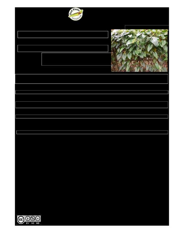 Parabaena sagittata | ECHOcommunity.org