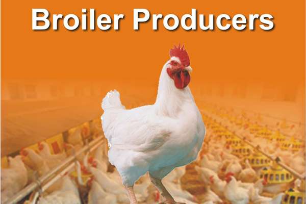 Business Plan for Poultry (Broiler) – Thuthukani Broiler Project ...
