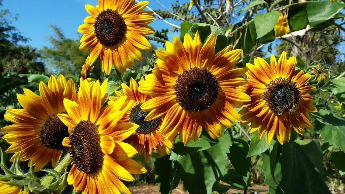Sunflowers | ECHOcommunity.org