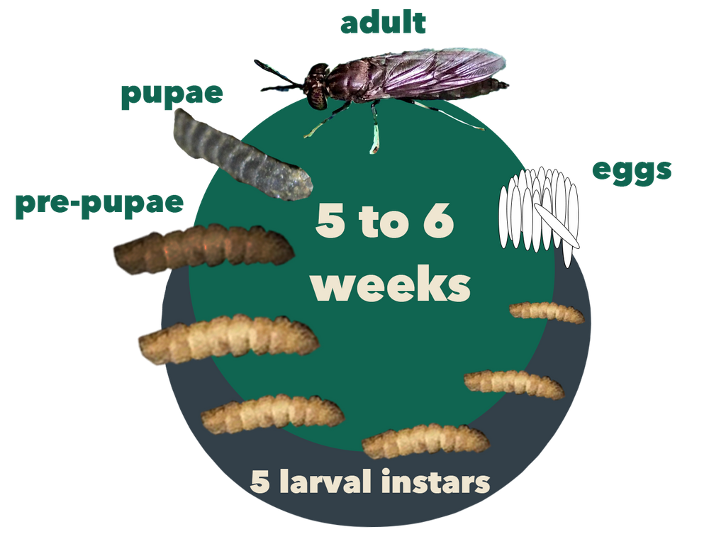 Black Soldier Fly Larvae Production | ECHOcommunity.org