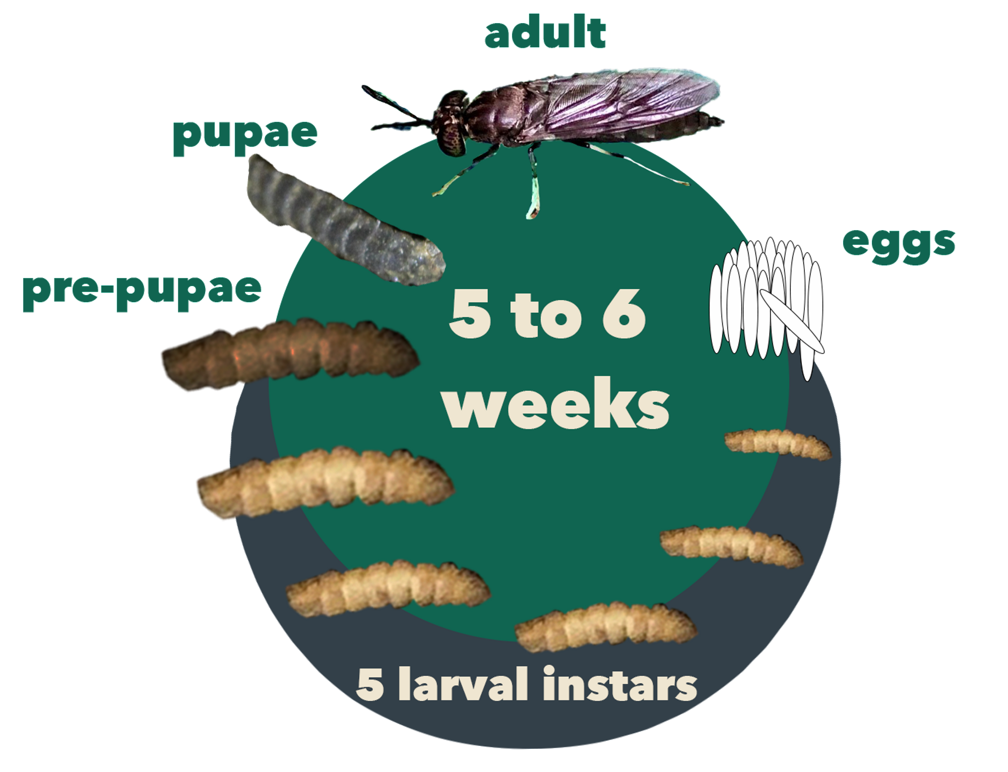 Black Soldier Fly Larvae Production | ECHOcommunity.org