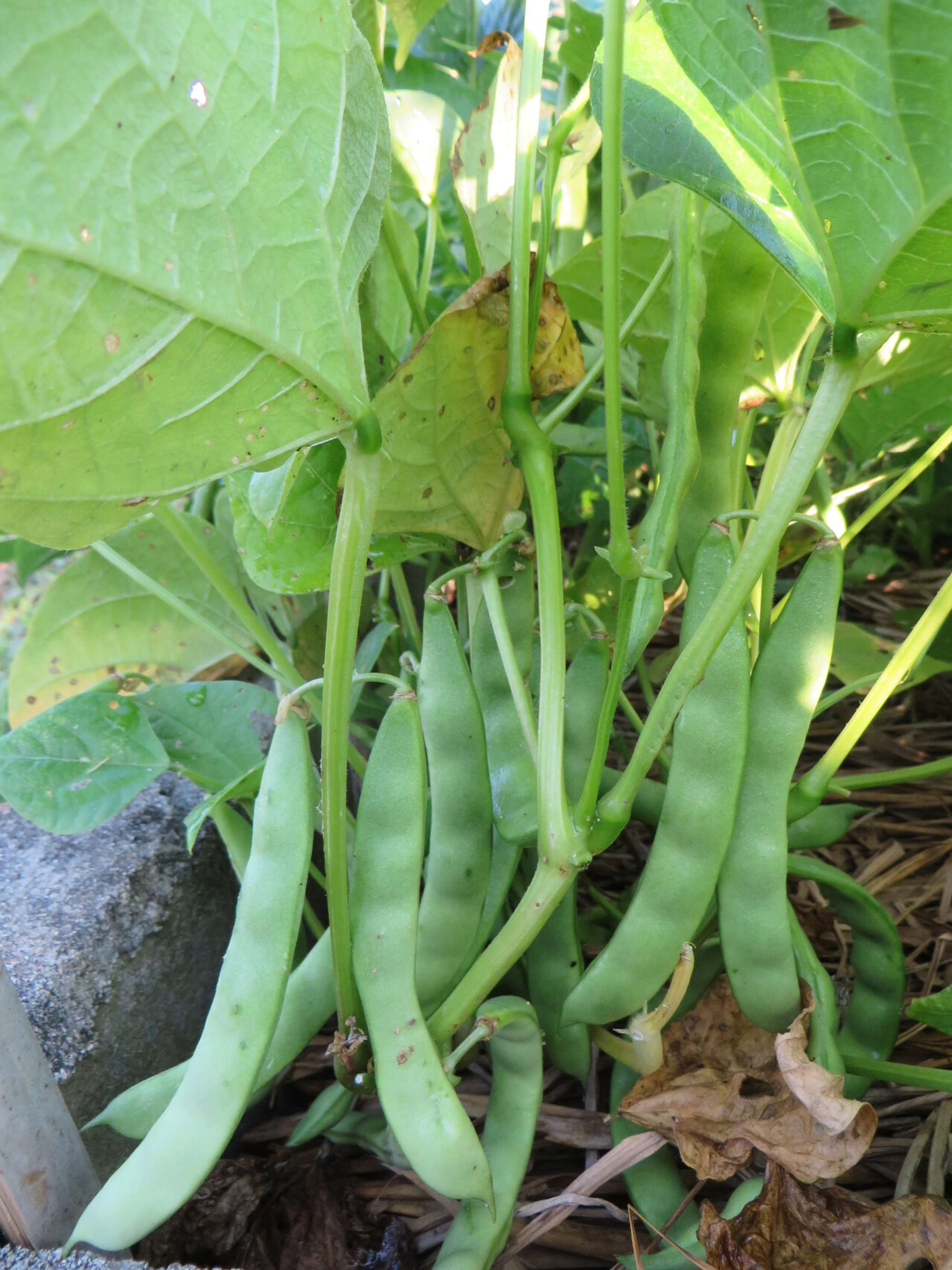 Adzuki Bean | ECHOcommunity.org