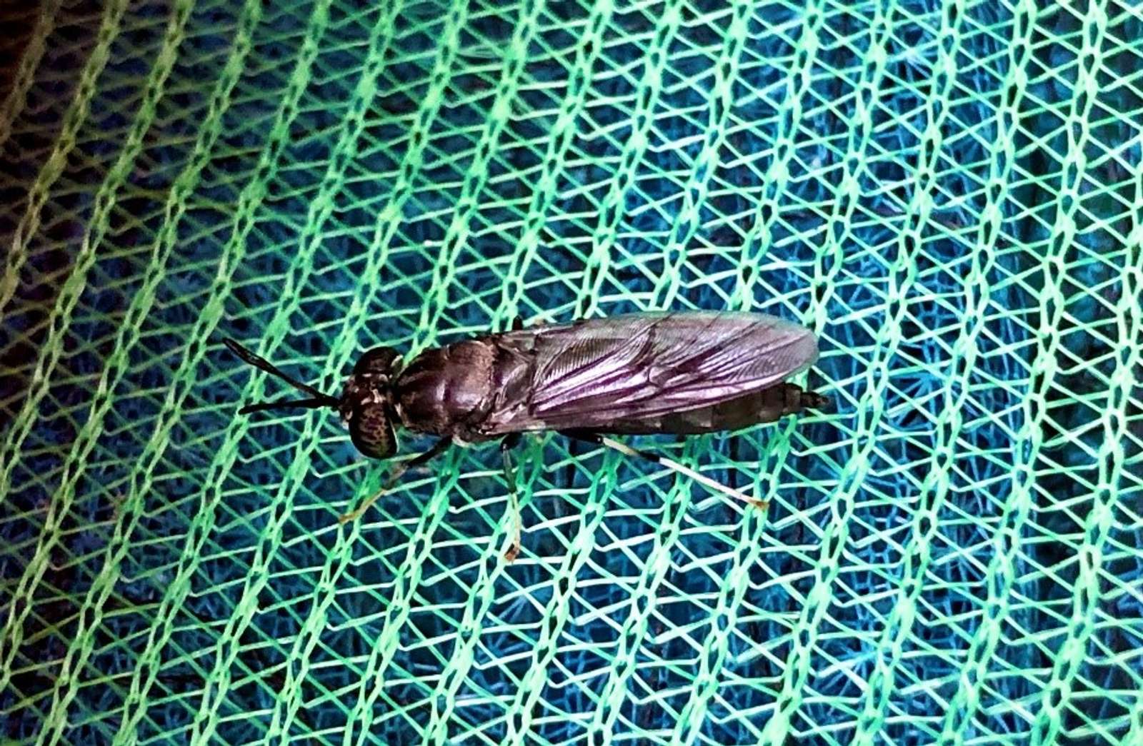 Establishing a Scaled-Up Black Soldier Fly System | ECHOcommunity.org