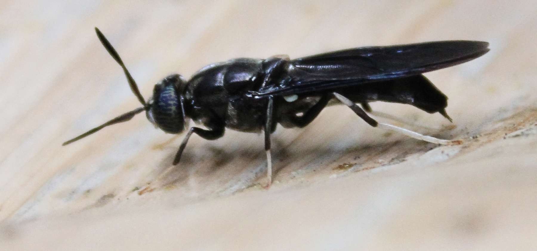 Producción de larvas de mosca soldado negra | ECHOcommunity.org