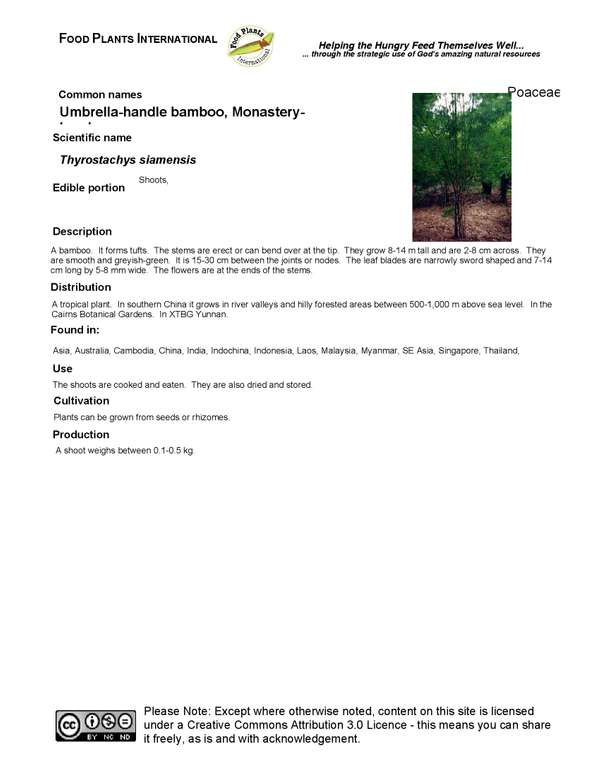 Thyrostachys siamensis - Monastery Bamboo | ECHOcommunity.org