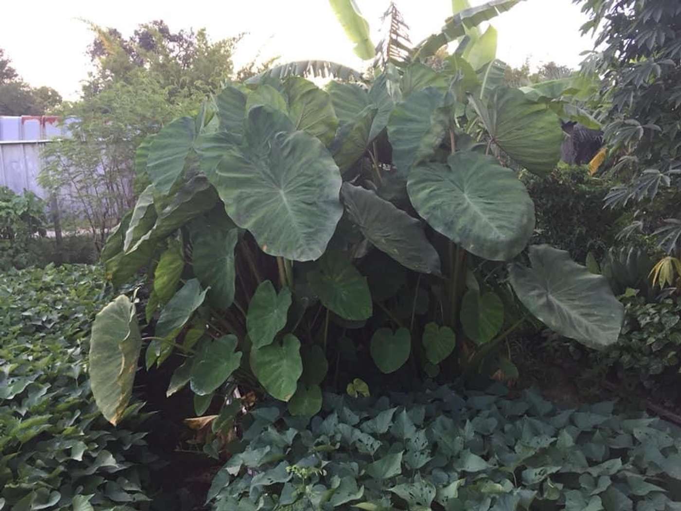 Taro (Colocasia esculenta) | ECHOcommunity.org