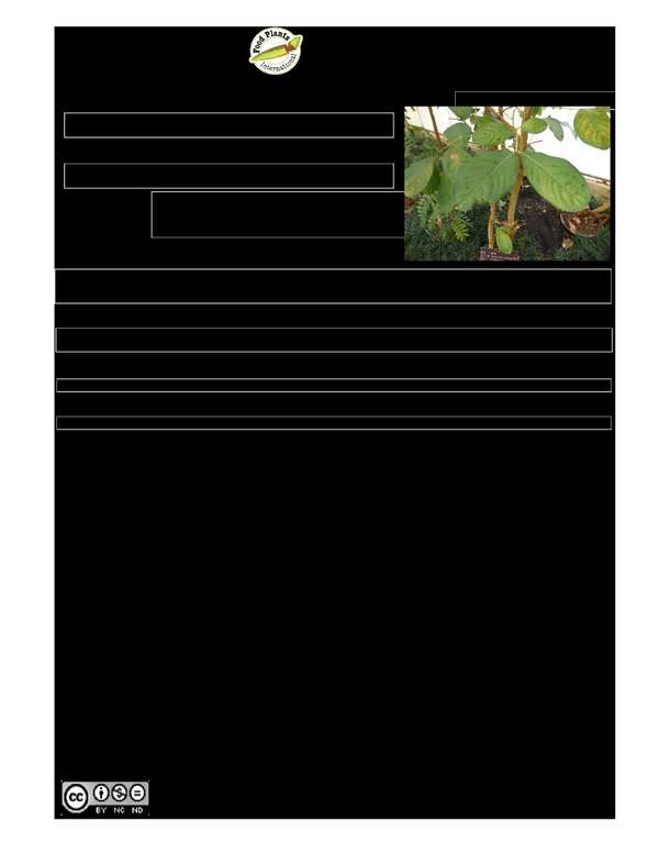 Lagerstroemia macrocarpa | ECHOcommunity.org