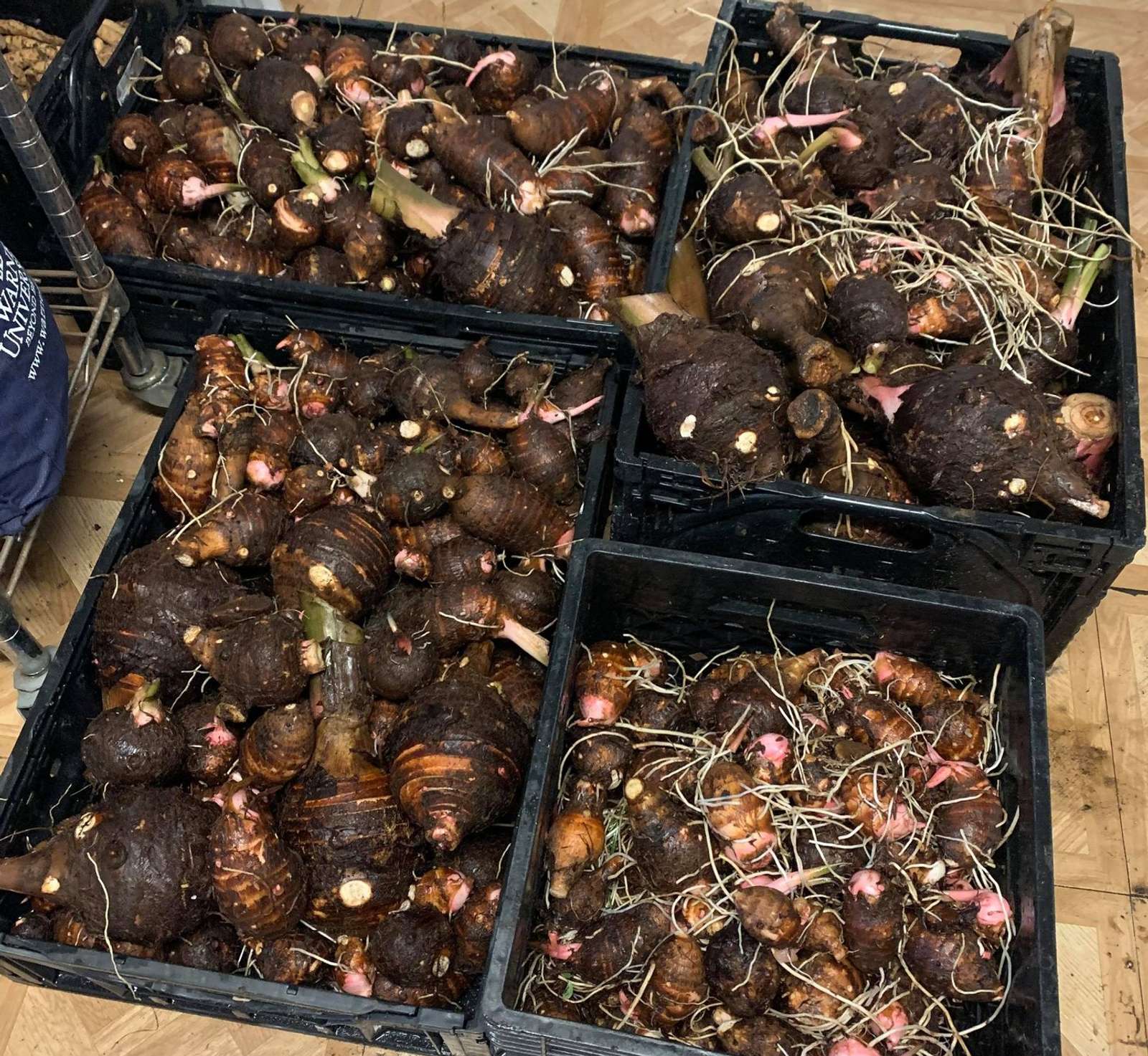 Taro (Colocasia esculenta) | ECHOcommunity.org