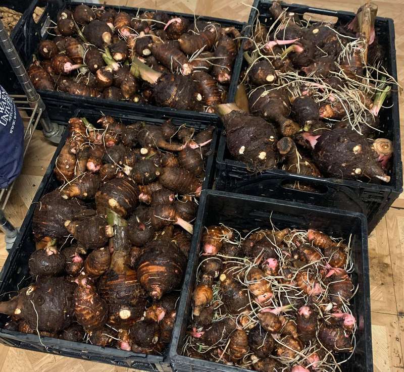 Taro (Colocasia esculenta) | ECHOcommunity.org