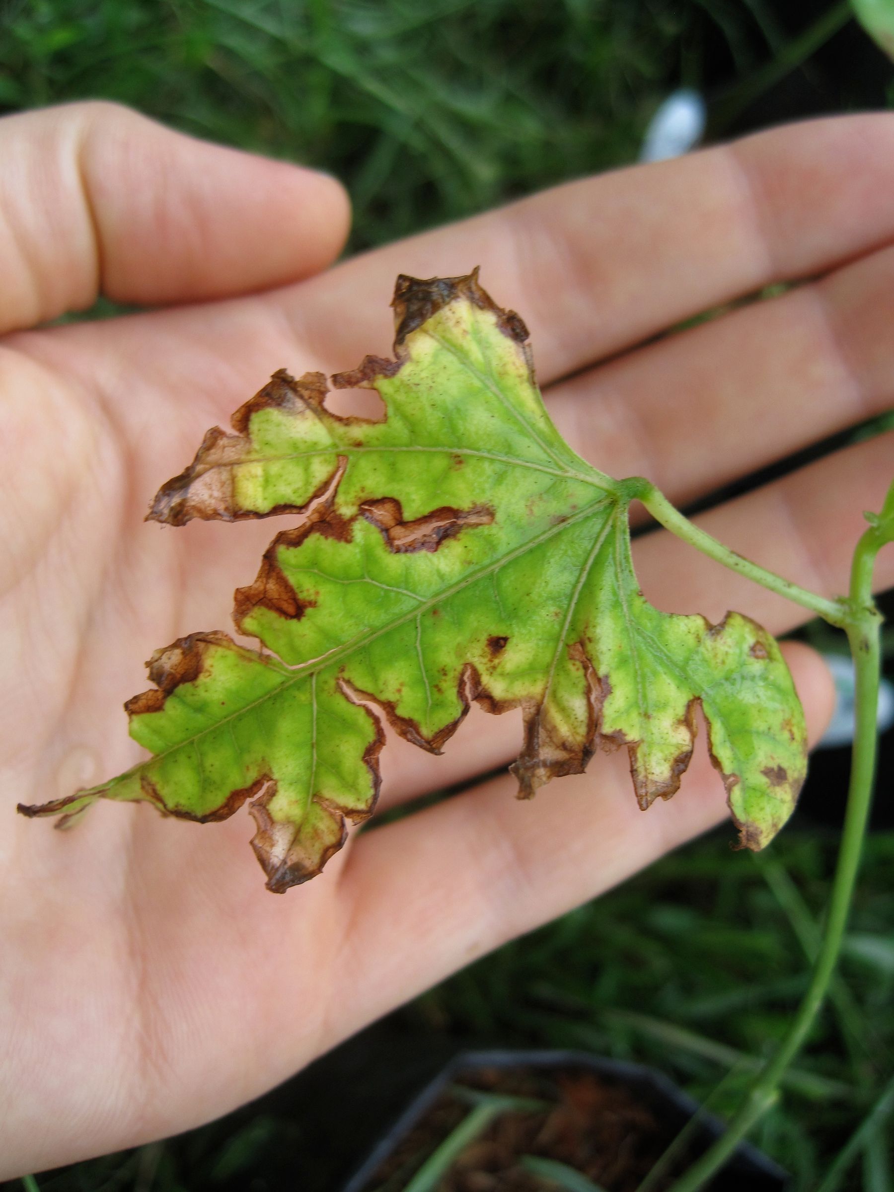 RN 8 Figure 3 | ECHOcommunity.org