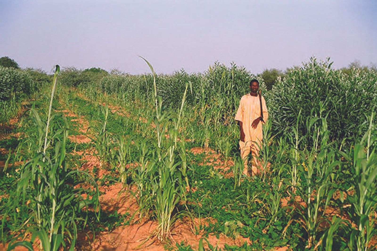 An example of a Farmer Managed Agroforestry System with multi-purpose ...