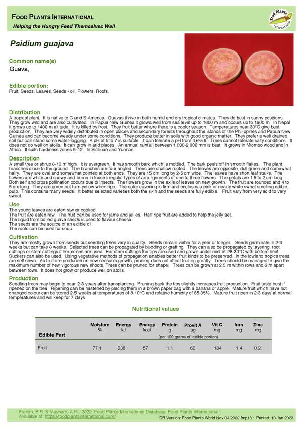 Psidium guajava - Guava | ECHOcommunity.org