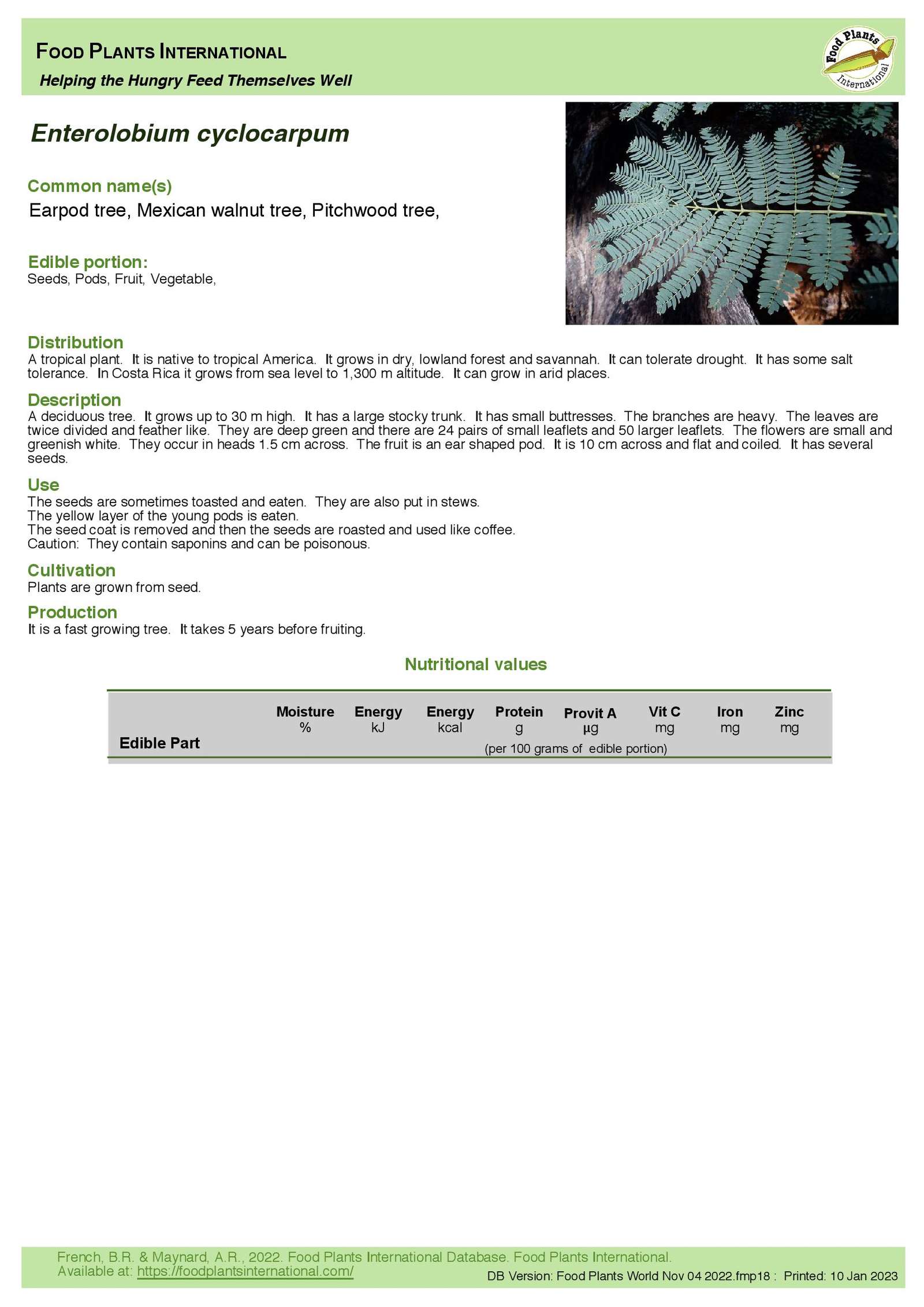 Enterolobium cyclocarpum - Earpod Tree, Mexican Walnut Tree, Pitchwood ...