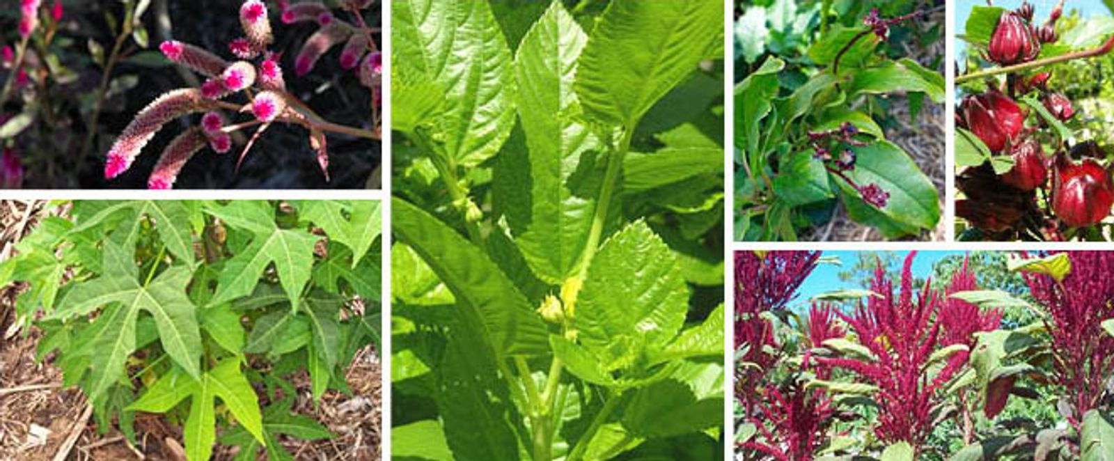 Course Promo_Underutilized Crops 2 | ECHOcommunity.org