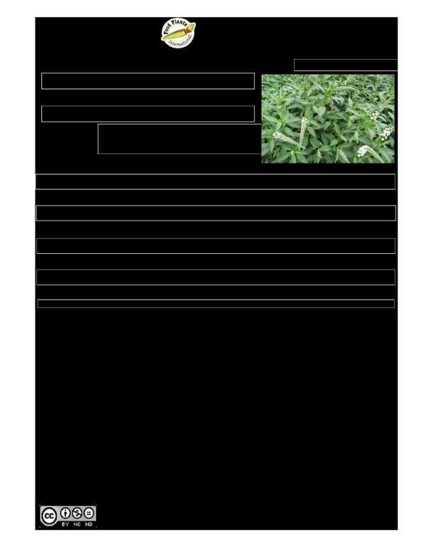 Lysimachia clethroides | ECHOcommunity.org