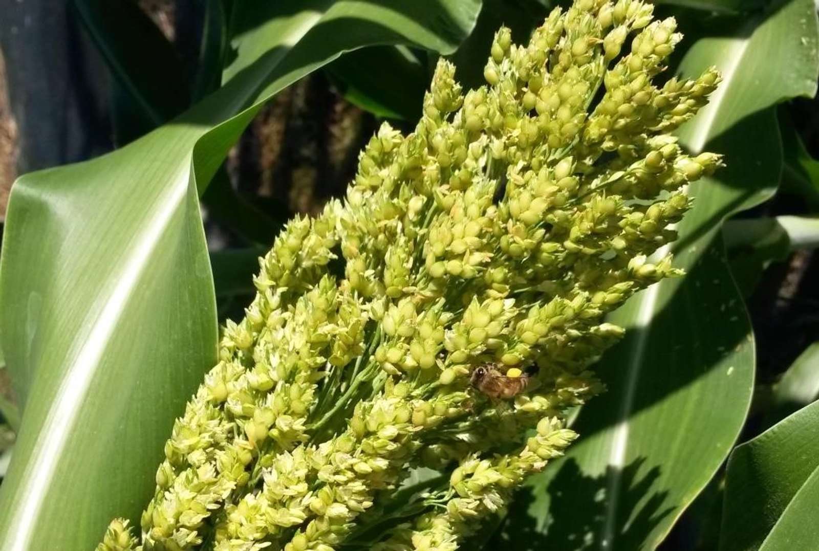 Sorghum Pollination | ECHOcommunity.org