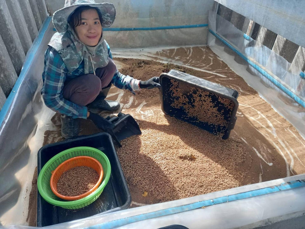 Black Soldier Fly Larvae Production | ECHOcommunity.org
