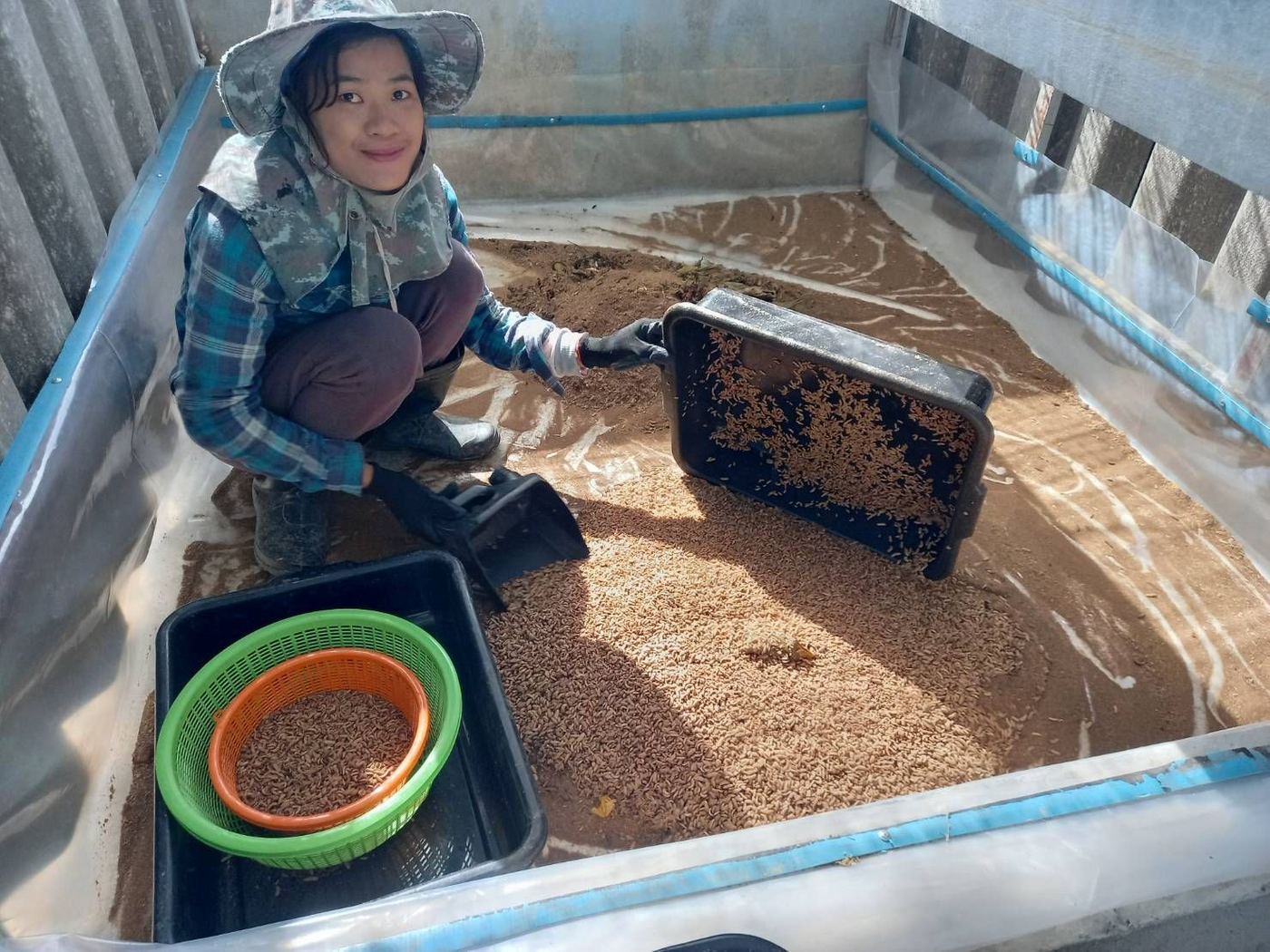 Black Soldier Fly Larvae Production | ECHOcommunity.org