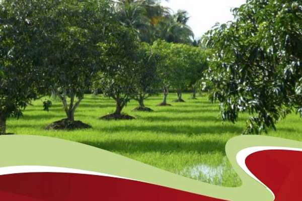 Agroforestry in rice-production landscapes in Southeast Asia : a ...